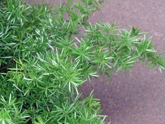 Аспержи: засаждане и размножаване у дома